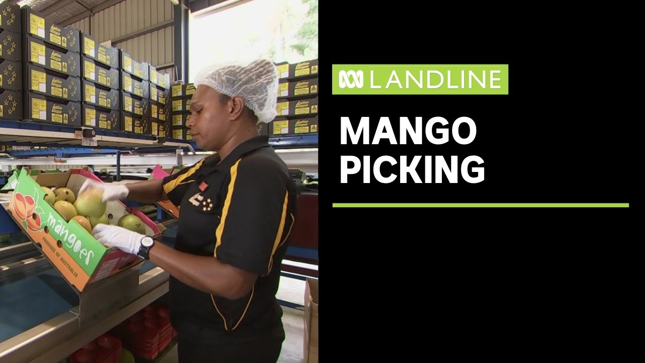 Mango growers look to seasonal pickers from Vanuatu as COVID-19 ...