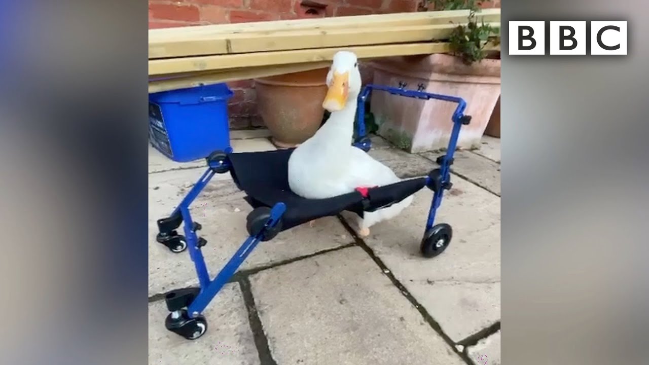 Adorable one-legged duck learns to walk again! - BBC - The Global Herald