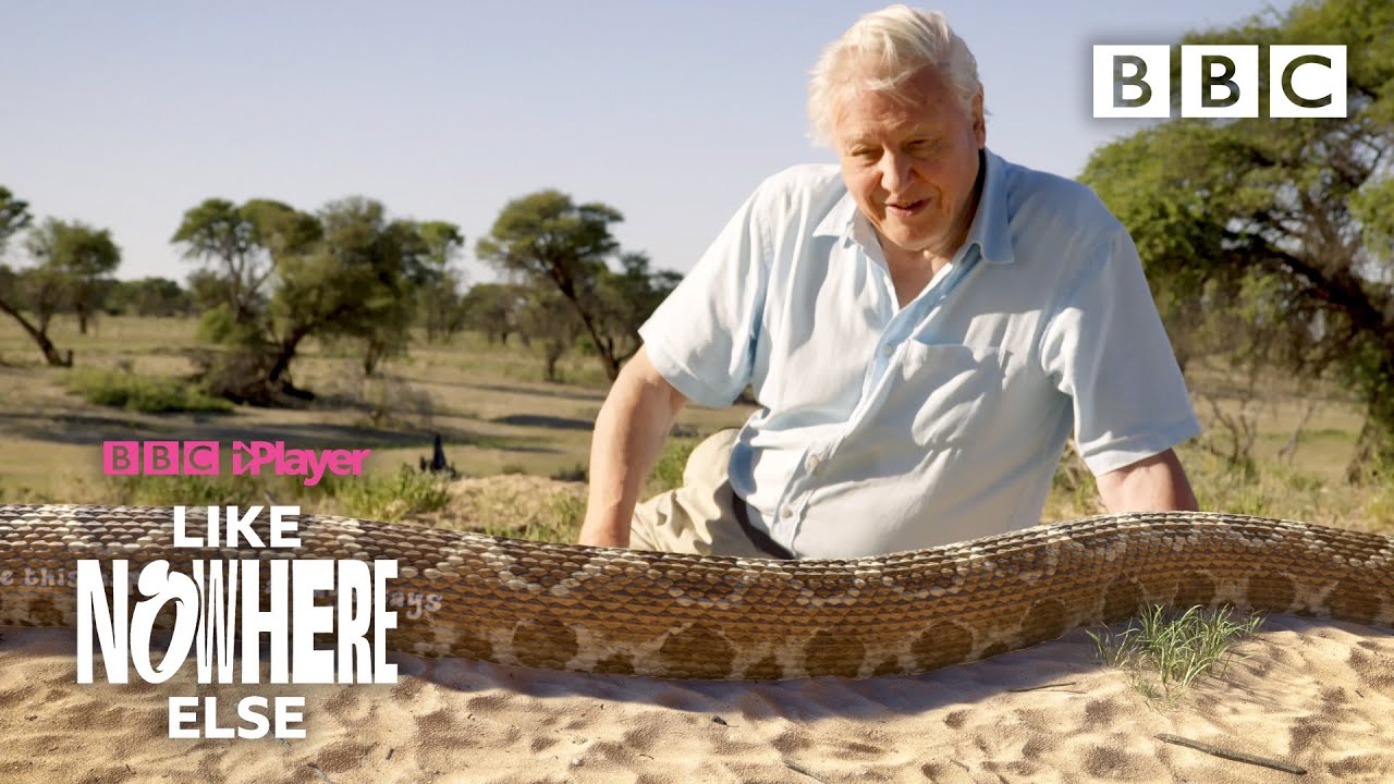 Endless Snake - BBC iPlayer. Like Nowhere Else - The Global Herald