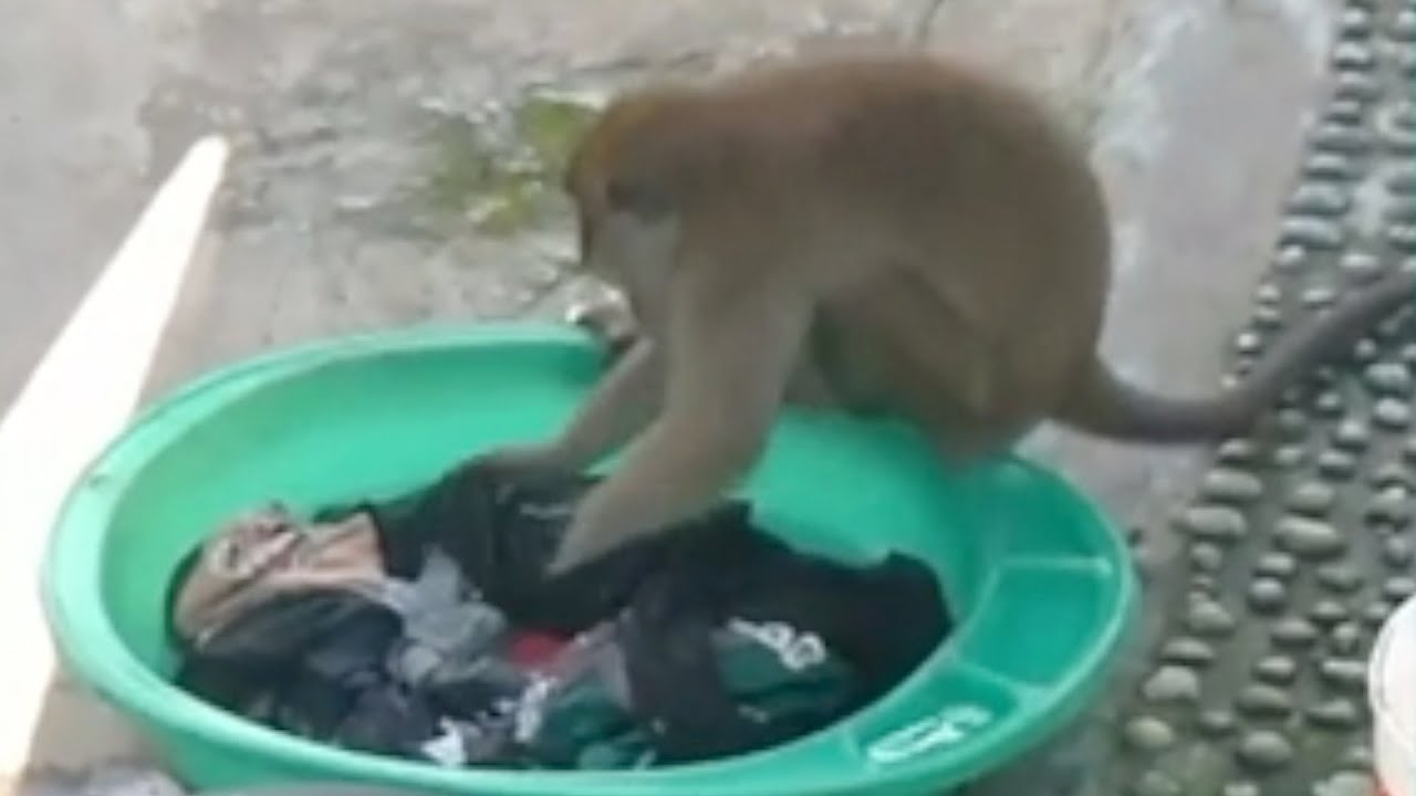 Monkey caught handwashing clothes in Indonesia - The Global Herald