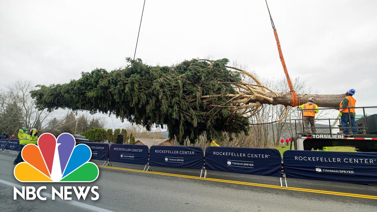 Rockefeller Center Christmas Tree Cut In Upstate New York Ahead Of ...