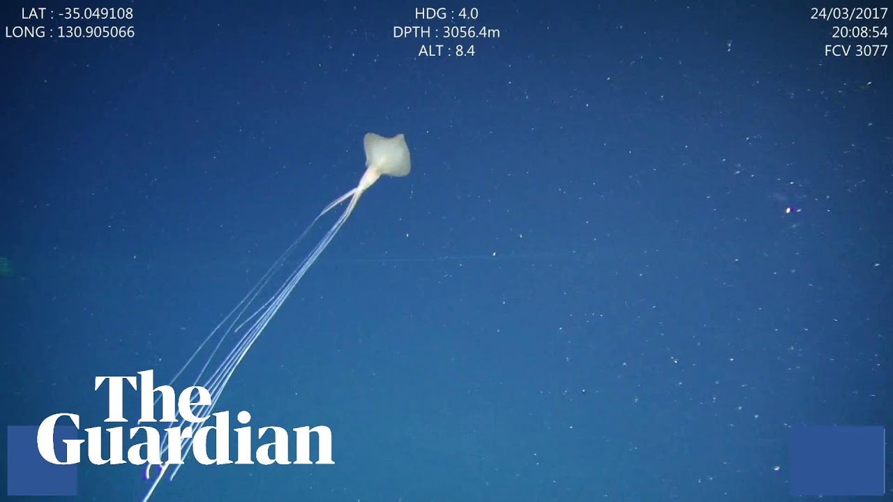 Bigfin squid filmed in Australian waters for the first time - The Global Herald
