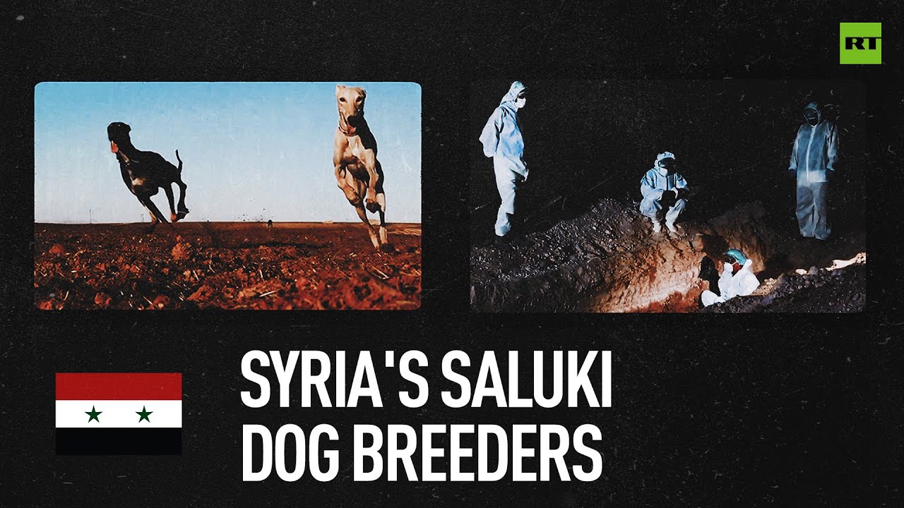 Meet Syria's saluki dog breeders - The Global Herald