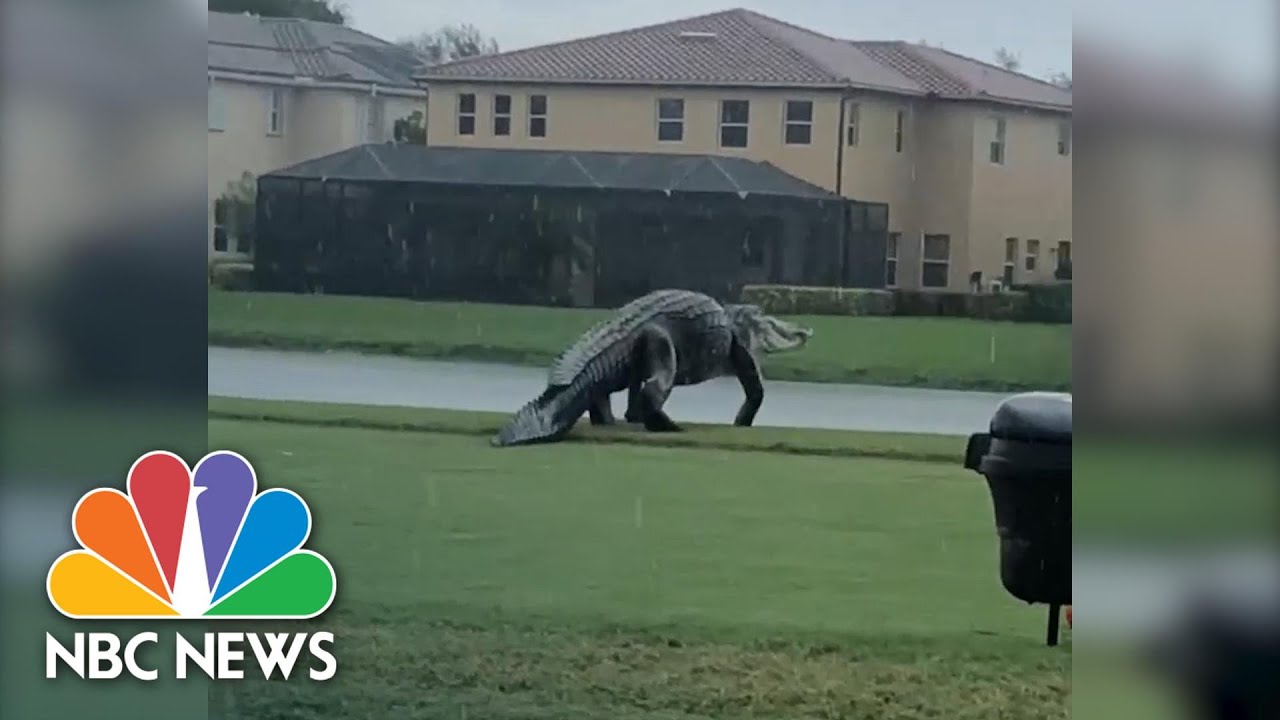 Check Ya' Later 'Gator: Massive Alligator Strolls On Golf Course | NBC ...