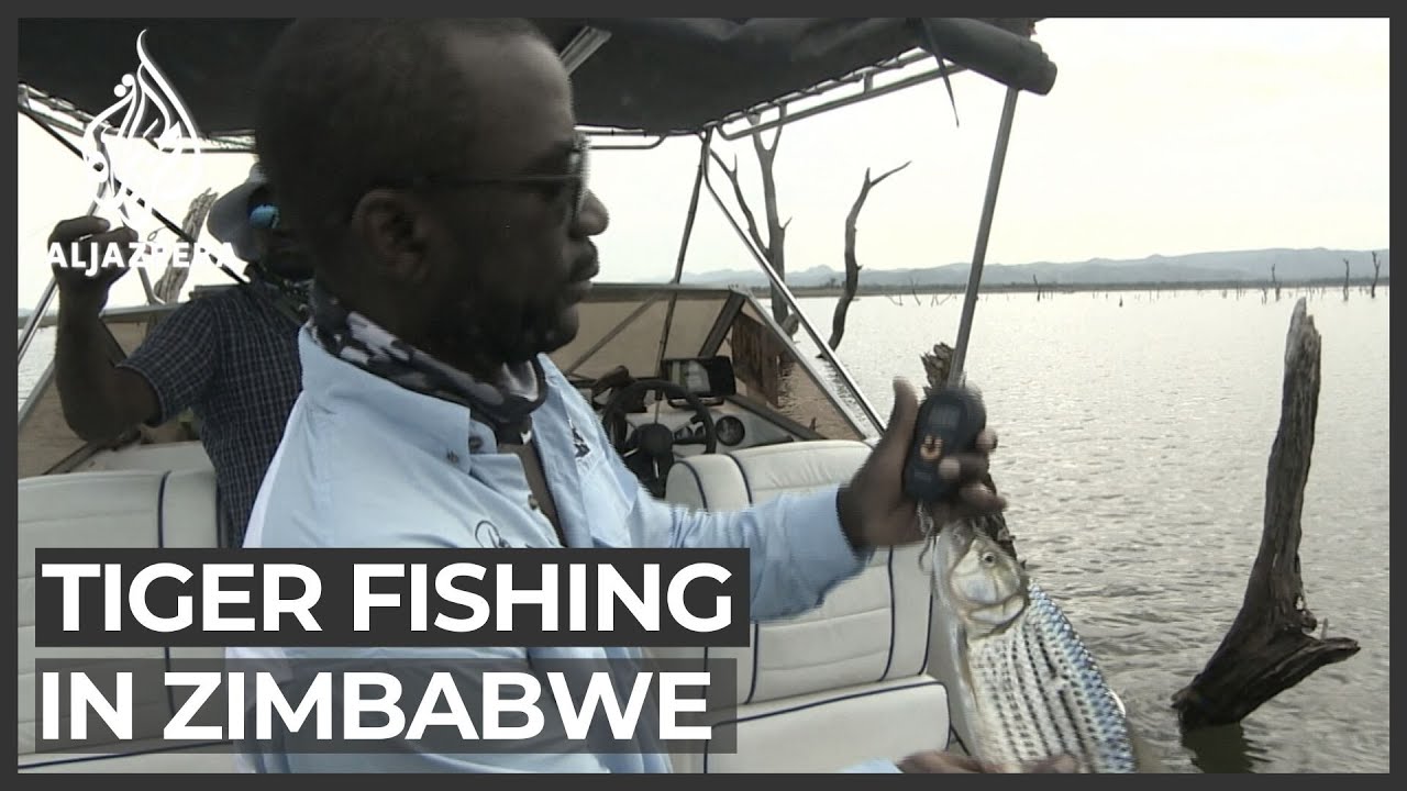 Tiger fishing in Zimbabwe: Catch and release helps preserve fish stocks ...