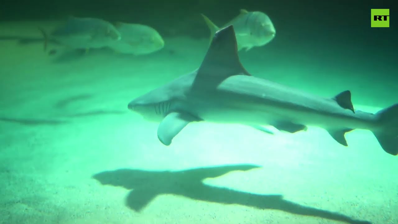 Nativity scene installed in a Spanish shark tank - The Global Herald