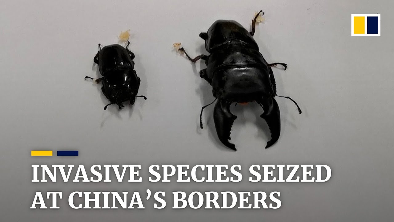 Nearly 4,000 invasive foreign species caught at Chinese borders in 10 ...