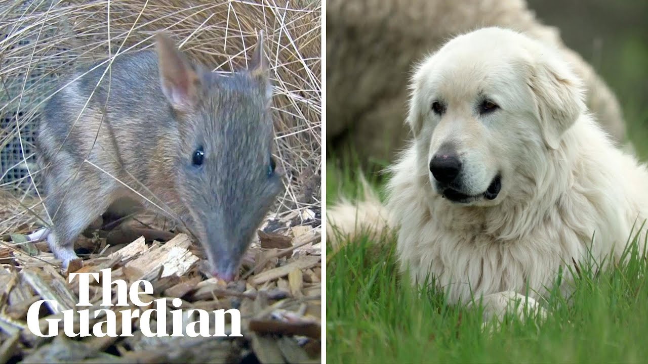 Giant Maremma 'guardian' dogs protect endangered bandicoots in ...