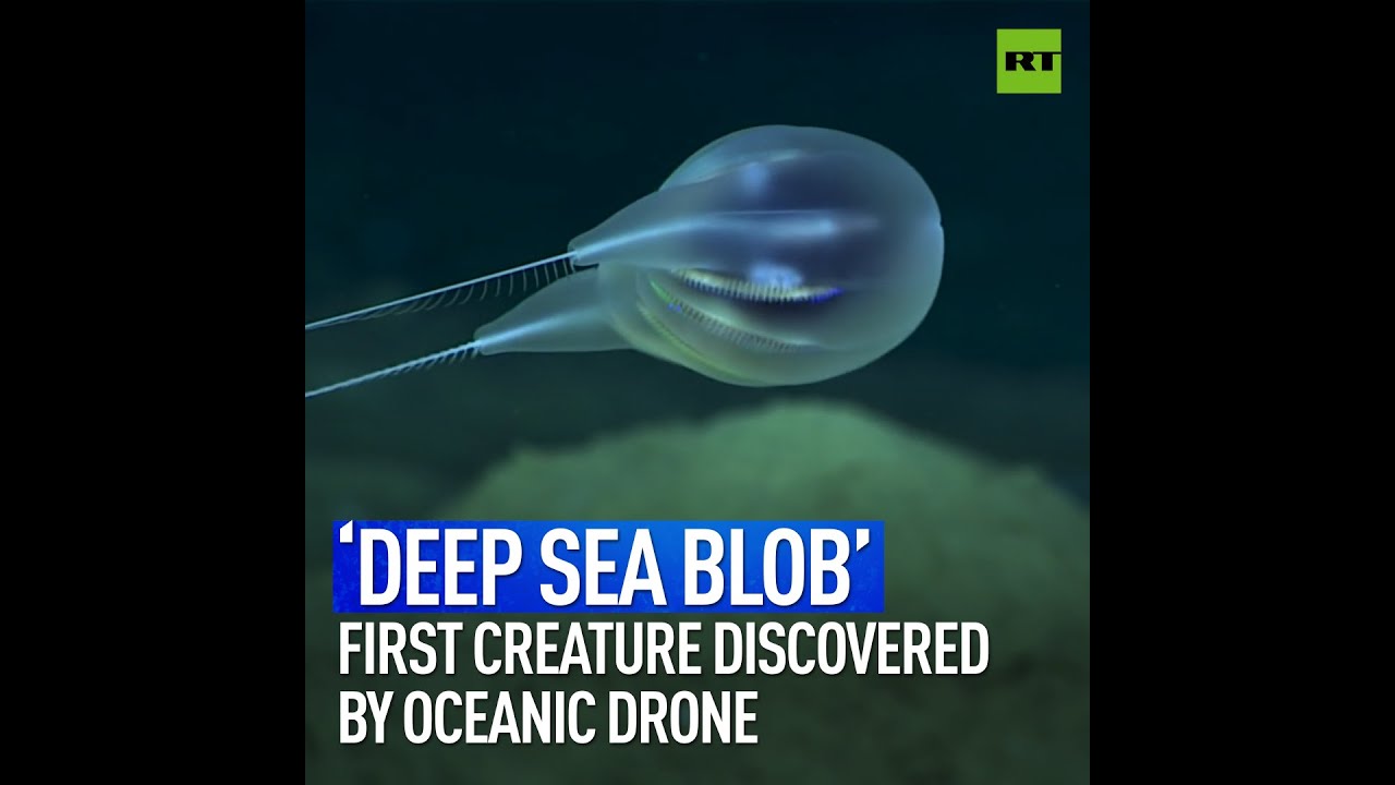'Deep Sea Blob' | First creature discovered by oceanic drone - The ...