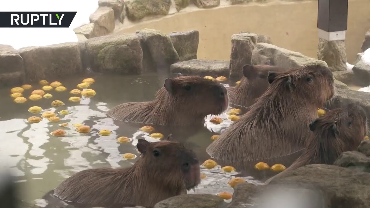 Chill, bro! | Capybaras enjoy hot winter bath in Japanese zoo - The ...