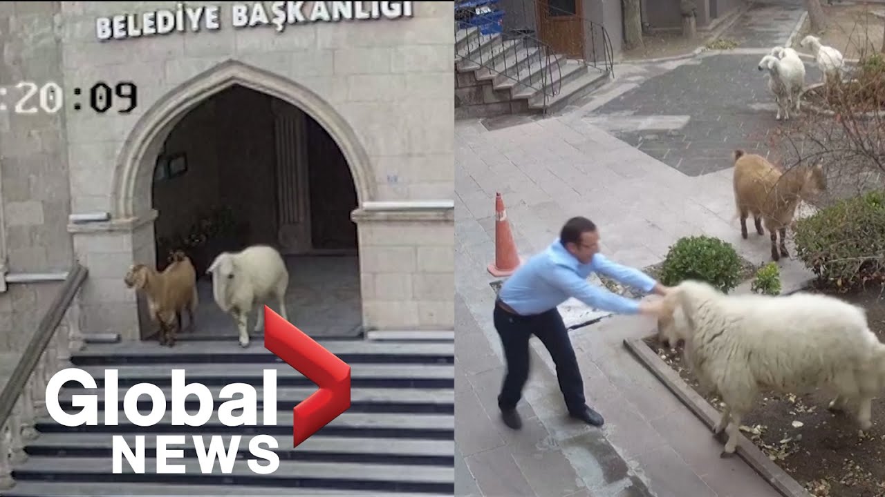 On the lamb: Escaped farm animals raise havoc at city hall in Turkey ...