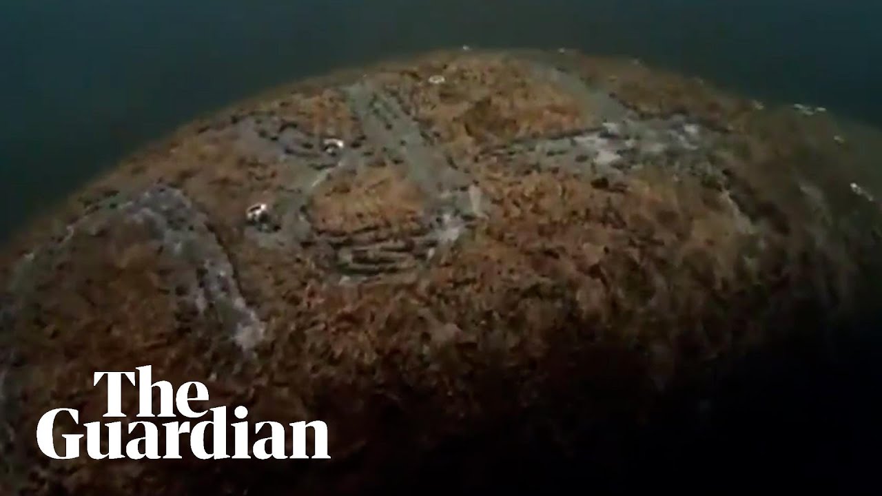 Florida manatee has word 'Trump' etched into back - The Global Herald
