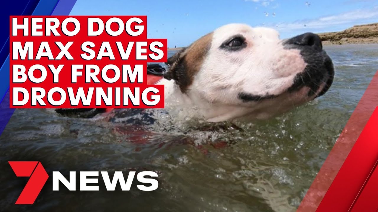 Hero dog: Max the staffy x bulldog hailed a hero for saving a boy from ...
