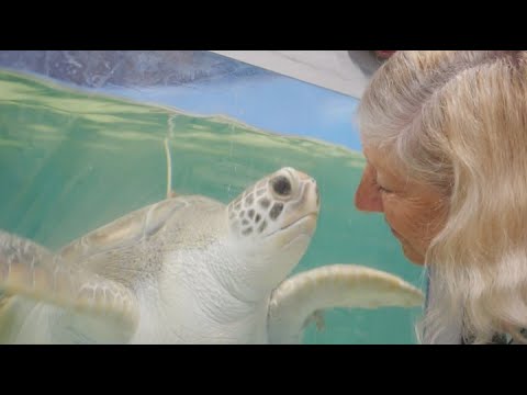 Alarming number of turtles born deformed due to Great Barrier Reef ...