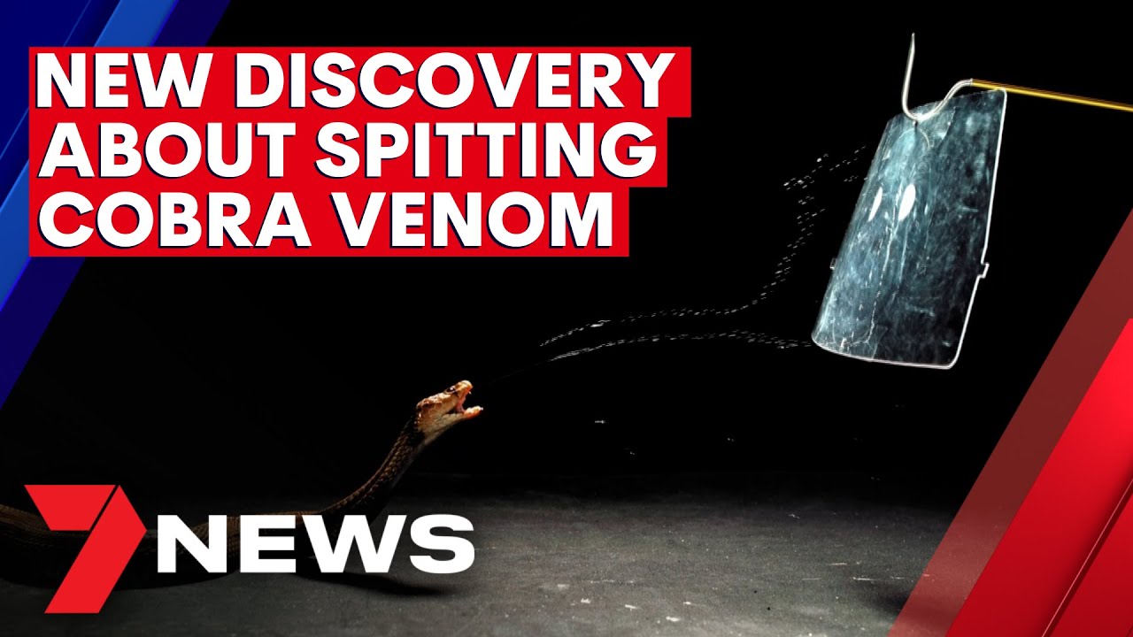 Why spitting cobra's excruciating venom could open help relieve pain ...