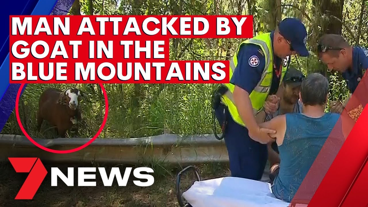 Goat Attack: Man treated by paramedics as goat watches on | 7NEWS - The ...