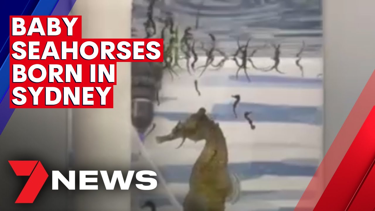 Over 100 baby seahorses born at Sydney's Sea Life Aquarium | 7NEWS ...
