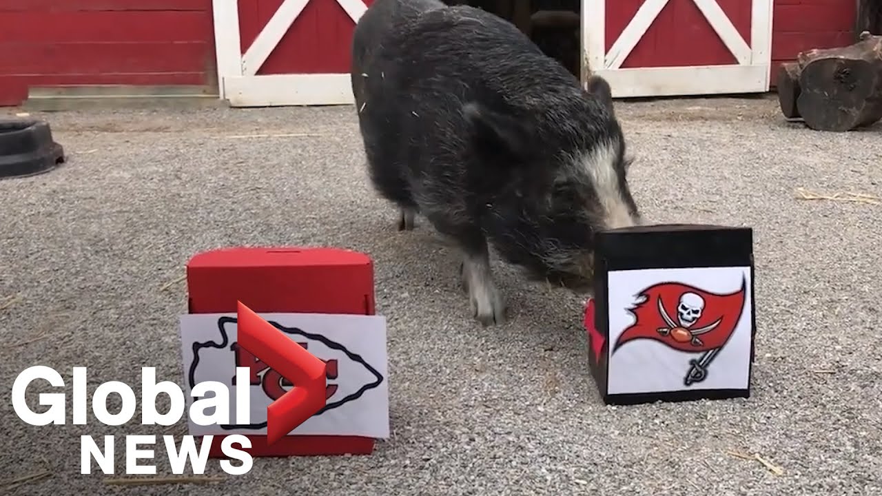 Super Bowl 2021: Zoo animals make their predictions on which team will ...