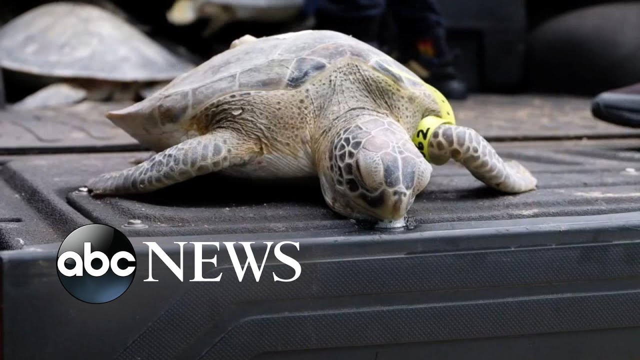 Saving the turtles - The Global Herald