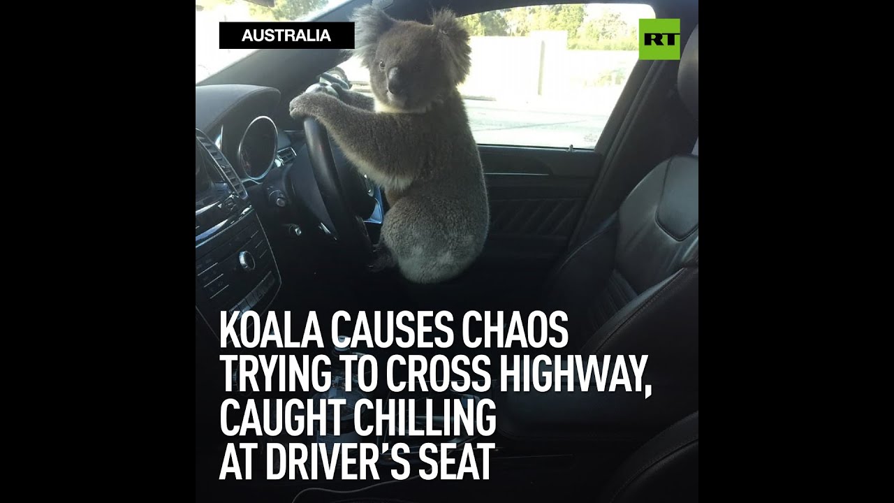 Koala causes chaos on Australia’s busiest highways - The Global Herald