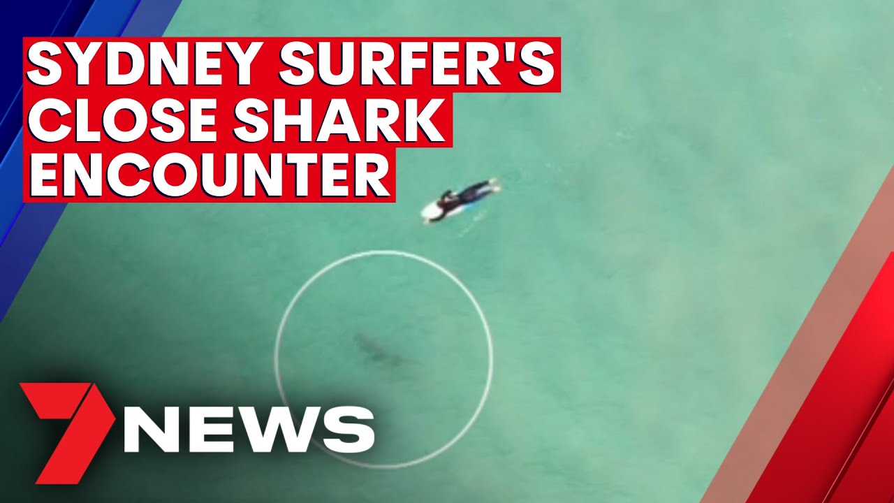 Oblivious surfer's close encounter with big shark off Sydney's Bondi ...