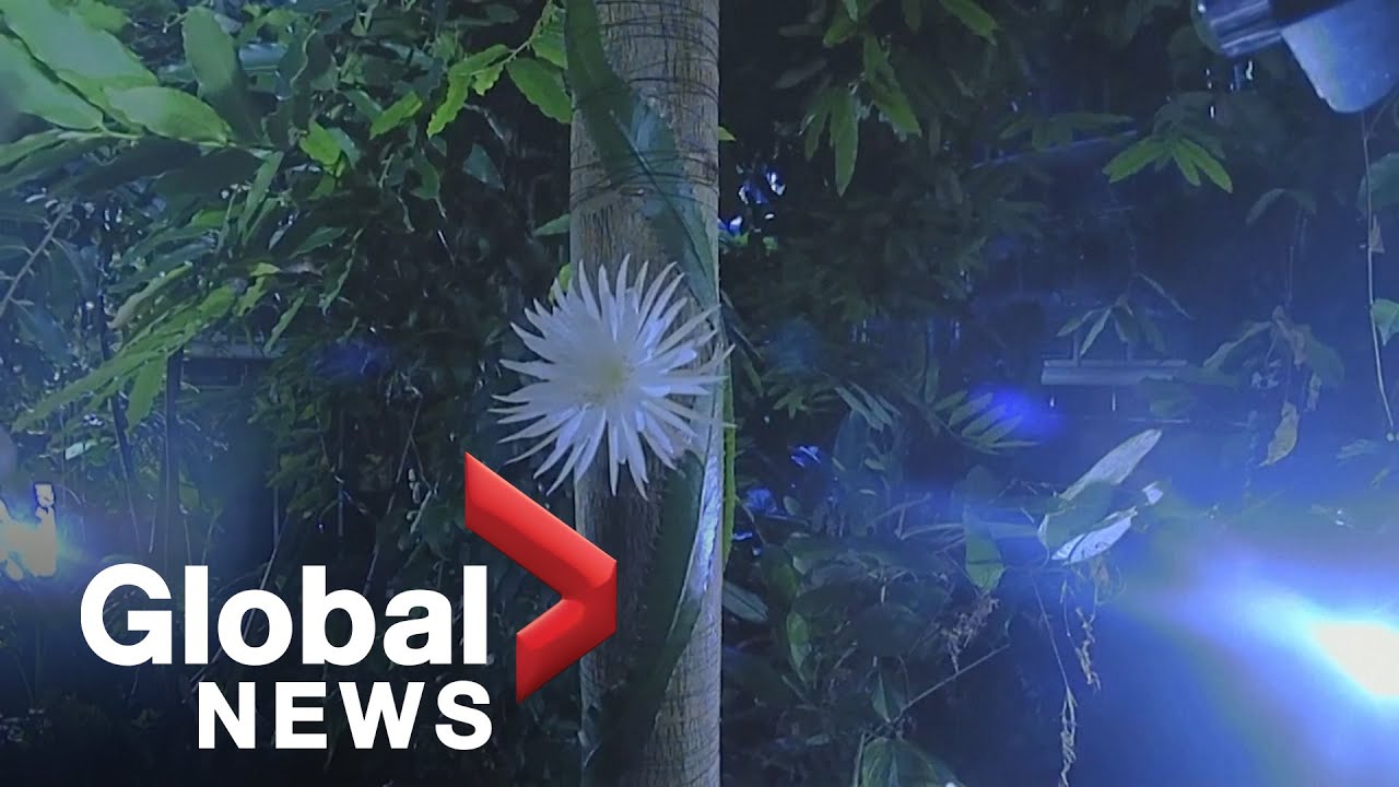 Rare Amazonian cactus "moonflower" blooms at UK university - The Global ...