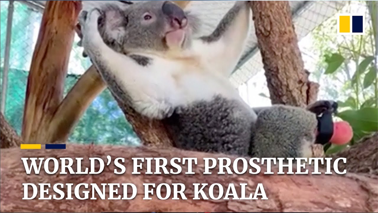 Koala gets prosthetic foot in world first in Australia - The Global Herald
