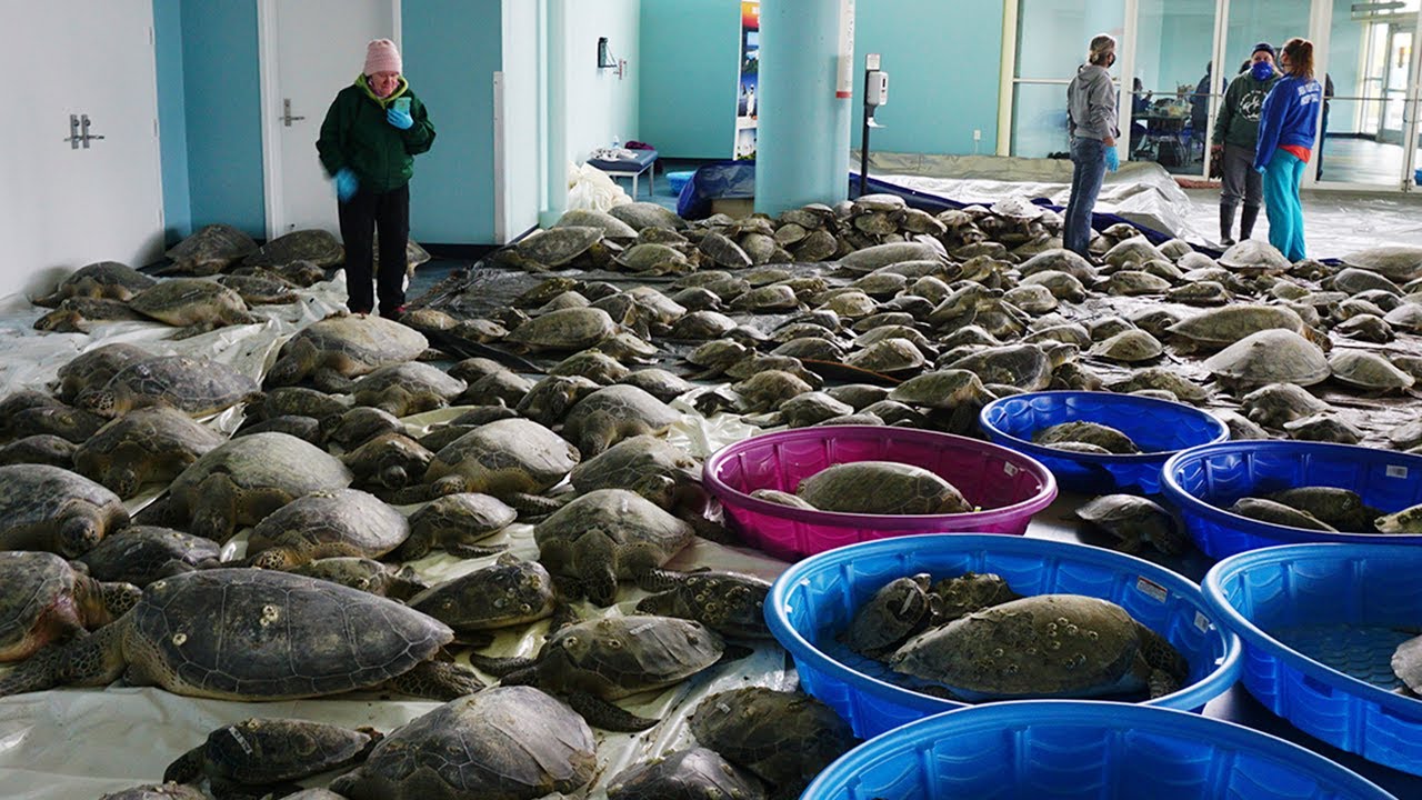 Texas sea turtles: Thousands of 'cold-stunned' creatures rescued by locals as cold snap hits ...