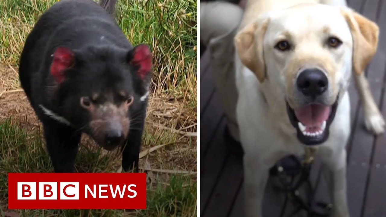 Dogs help endangered Tasmanian devils breed in Australia - BBC News ...