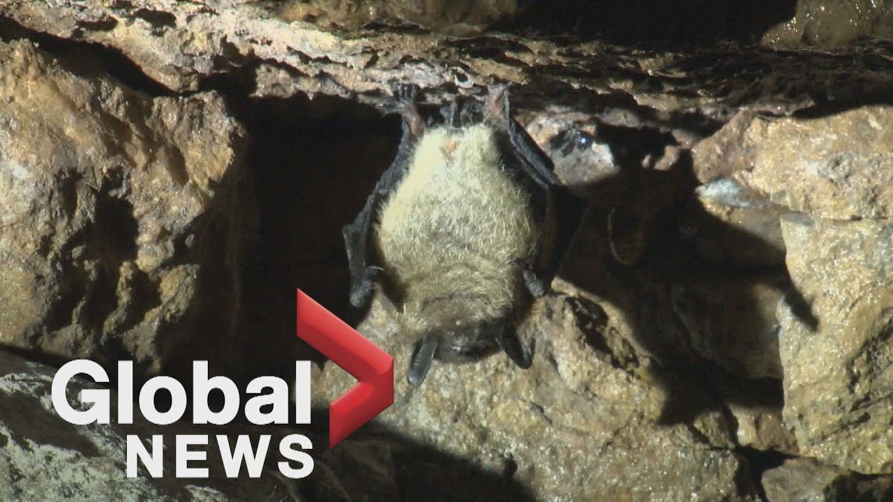 Rare disease transmitted by bat and bird droppings discovered in rural ...