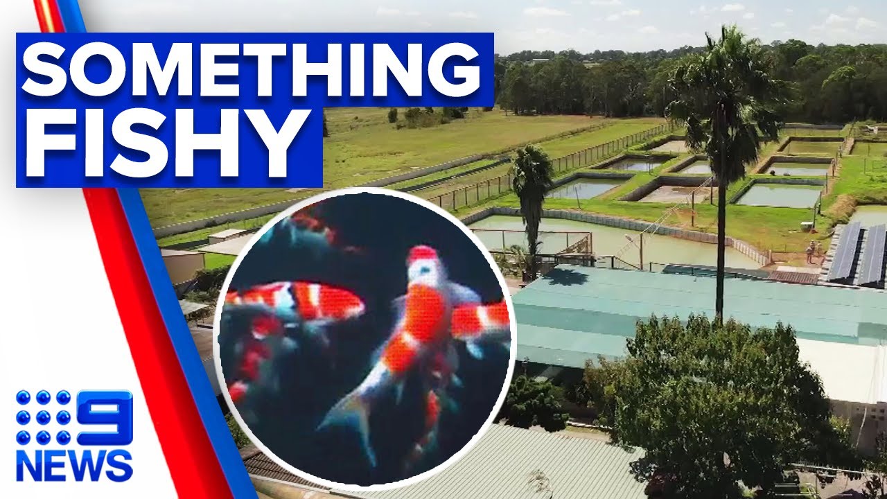 Largest fish farm in Southern Hemisphere goes for sale | 9 News ...