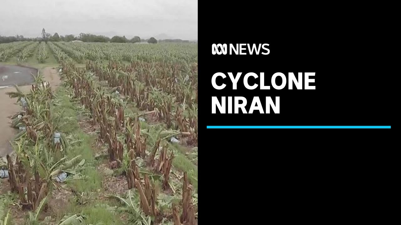 Tropical Cyclone Niran flattens Far North Queensland banana farms | ABC ...