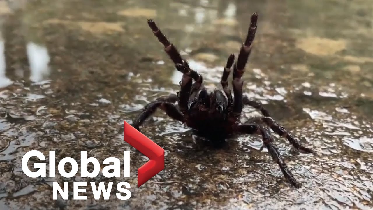 Australia floods: Spiders are seeking refuge in people's homes - The ...