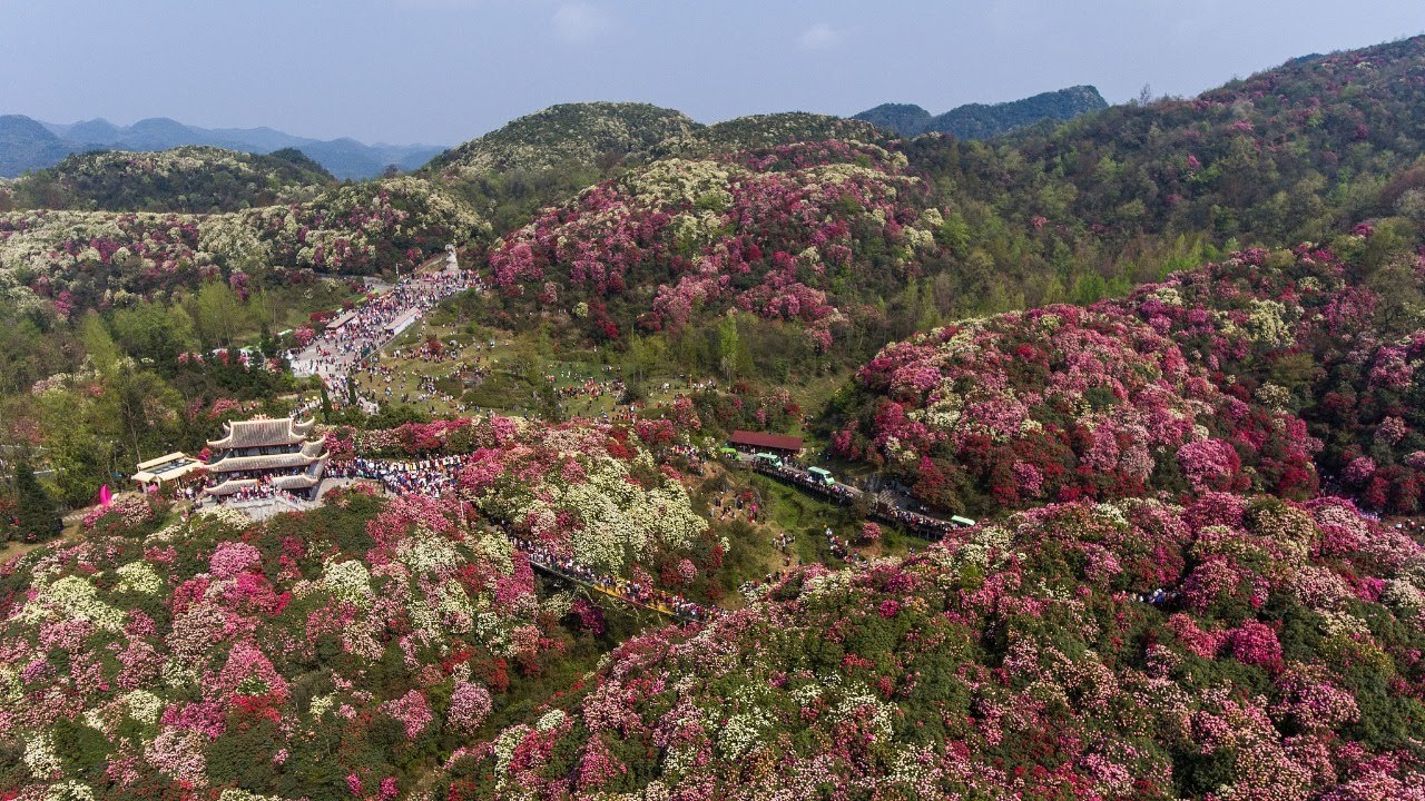 Live: Azaleas bloom to welcome spring in SW China - The Global Herald
