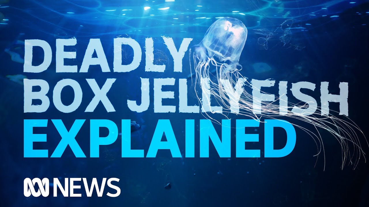 Box jellyfish: The world's most venomous creature takes another life ...