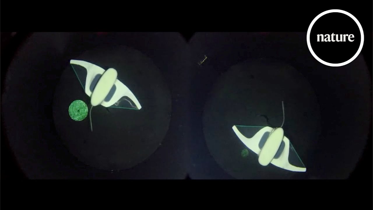 Deep-sea soft robots - The Global Herald