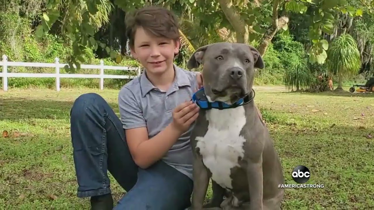 Dogs reunited with owners - The Global Herald