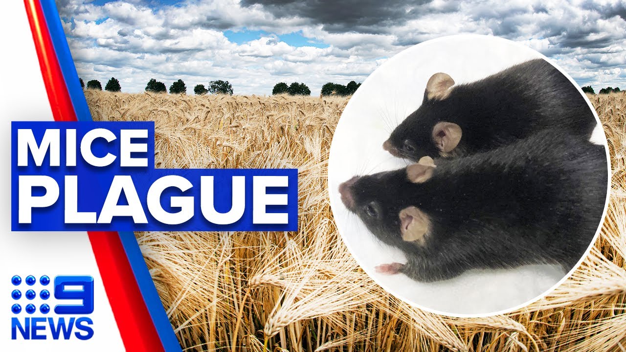 Mice plague invading towns after intense rainfall | 9 News Australia ...