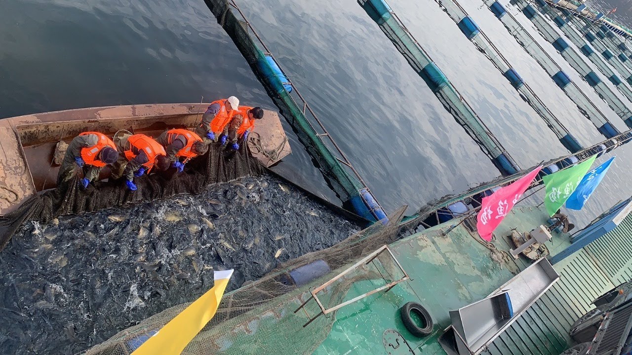 Live: Spring fishing begins in NE China's Yalu River 春日开江鱼正香 - The ...