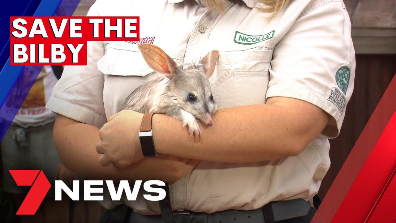 Dreamworld visitors can help save endangered bilbies | 7NEWS - The ...