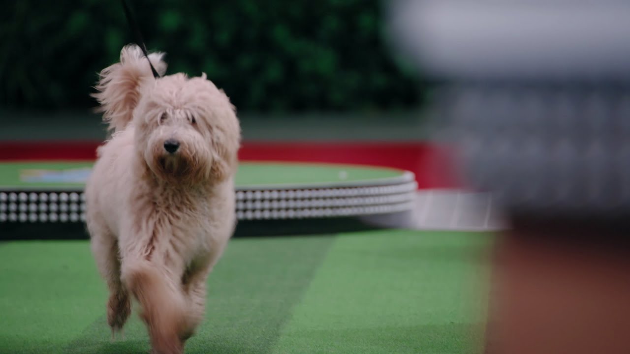 Pooch Playtime - Pooch Perfect - The Global Herald