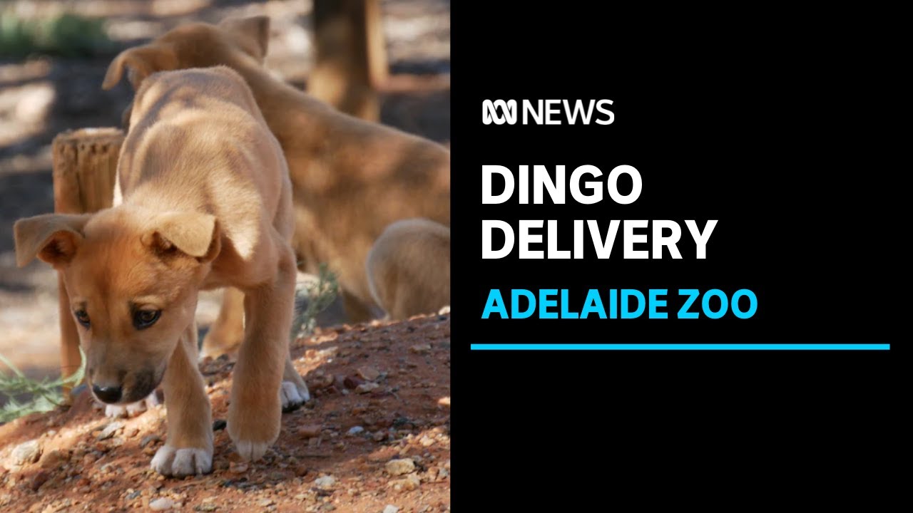 From Alice Springs with love, dingo pups settle in to their new home at ...