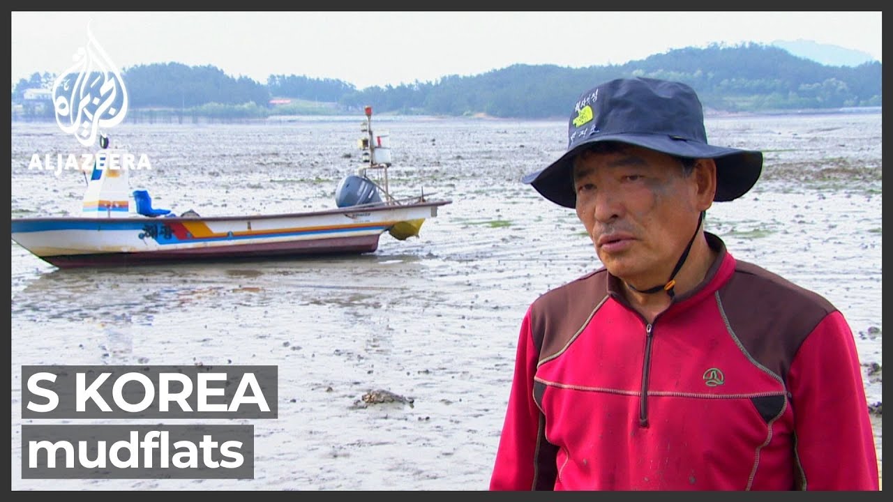 S Korea mudflats: Racing for UNESCO world heritage recognition - The Global Herald