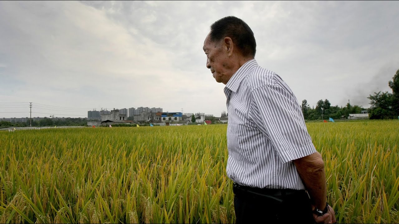 Yuan Longping's hybrid rice improves livelihoods in Madagascar - The ...