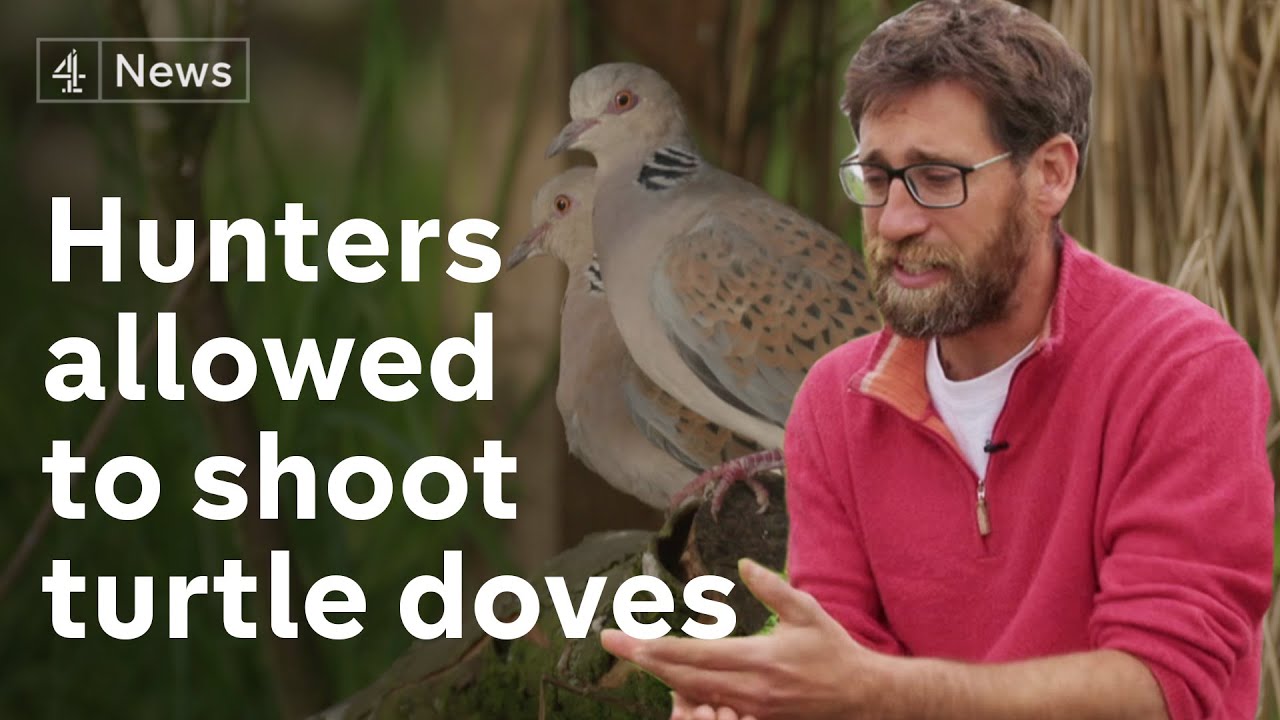 Hunters allowed to shoot extinction-threatened turtle doves - The ...