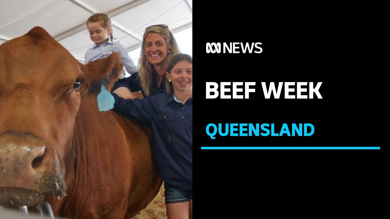 Beef 2021, Rockhampton's premier agriculture event, gets underway | ABC ...