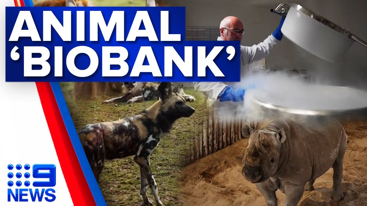 Europe’s first ‘biobank’ stores living cells of critically endangered ...