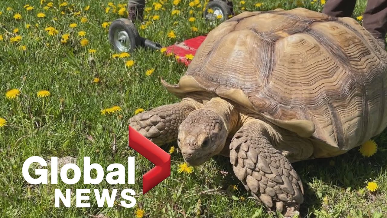 Cross Canada Spotlight: a tortoise in love fitted for a wheelchair ...