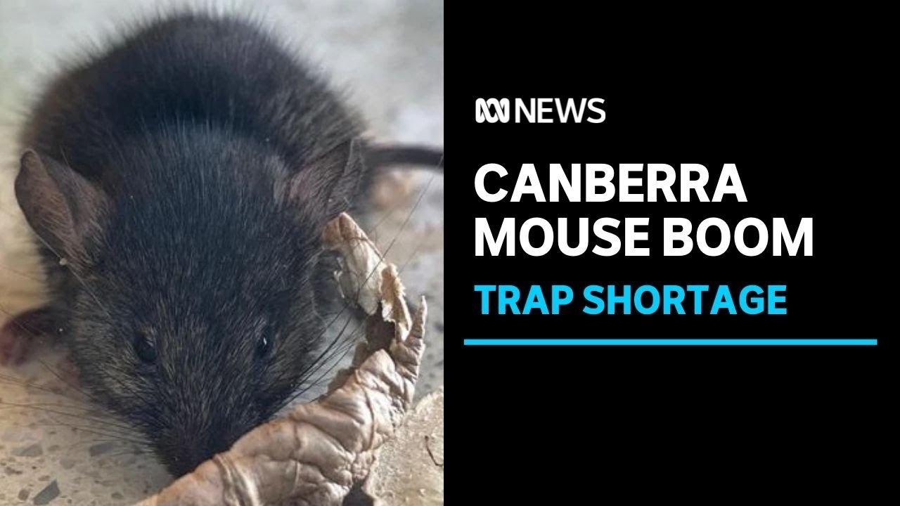 Mouse population booms across Canberra region, with baits and traps in ...