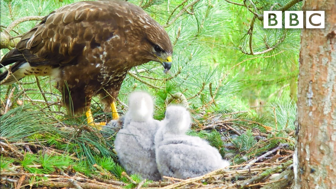 Live Springwatch: Day 2 🌦 2021 🐣 BBC - The Global Herald
